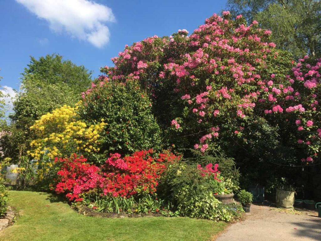 Forest Row Community